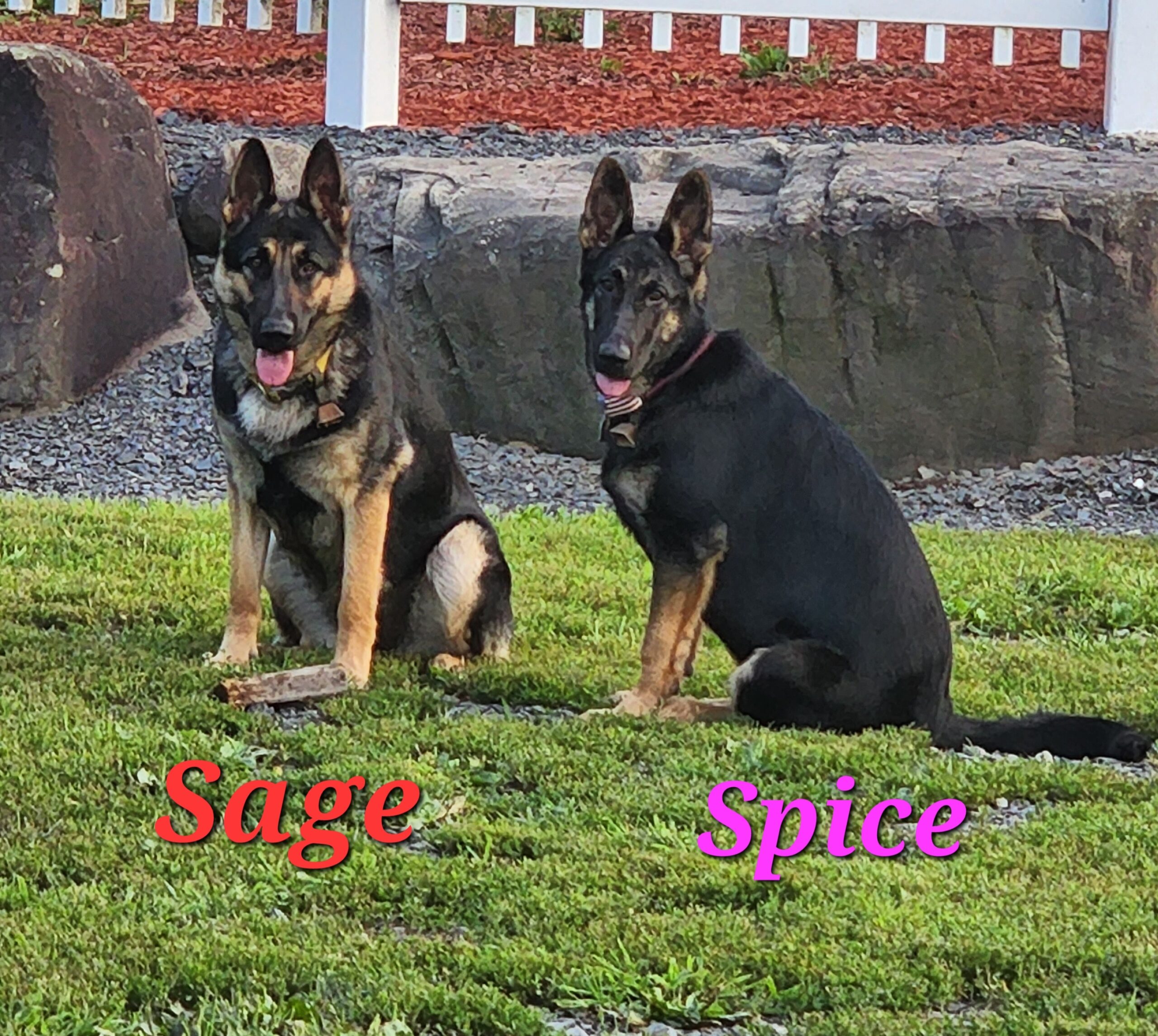 American Kennel Club Training Tips | Vom Haus Schutz German Shepherd K9